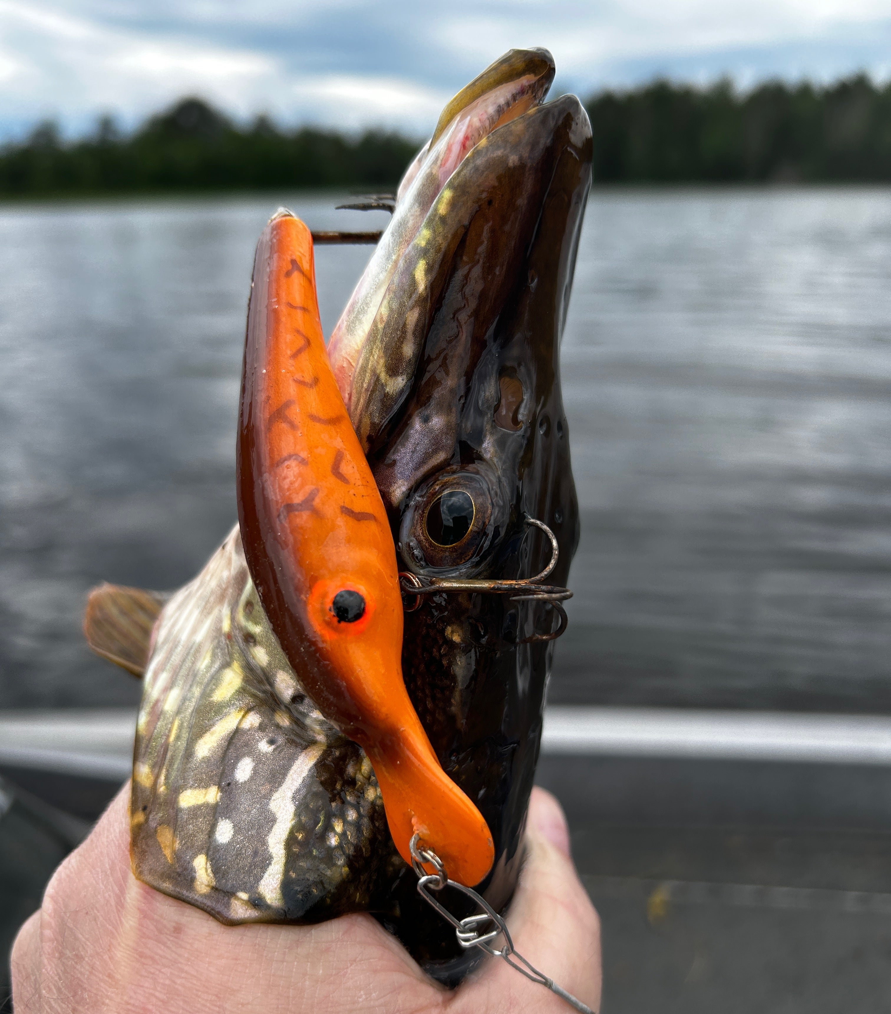 Fun on the 4th of July with a Lindy Shadling Baitfish Lure – My Bait ...